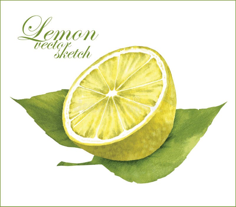 Hand Drawing Citron Stock Illustrations – 628 Hand Drawing Citron Stock ...