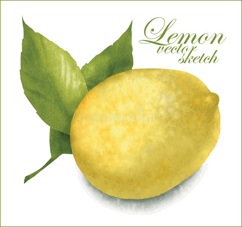 Hand Drawing Citron Stock Illustrations – 551 Hand Drawing Citron Stock ...