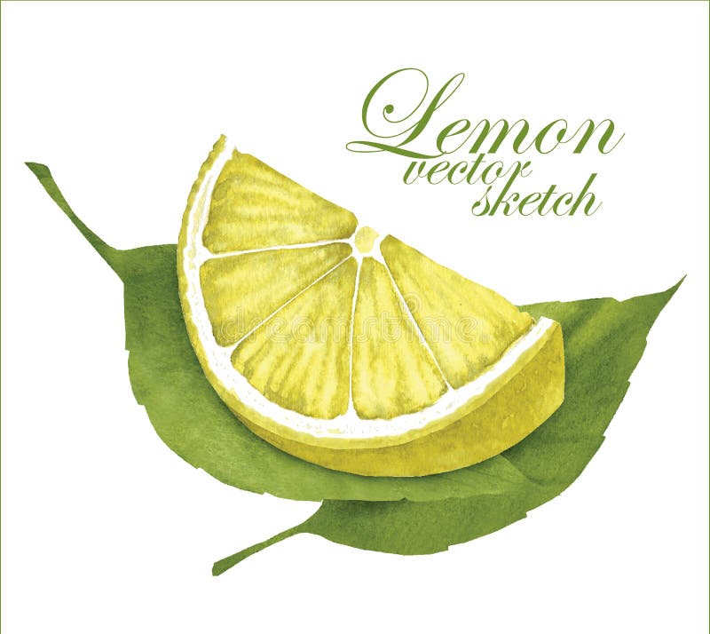 Watercolor Set of Lemons. Lemon Segments, Juicy Lemon Stock Vector ...