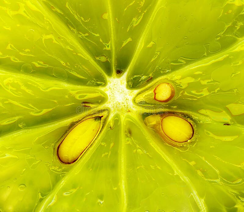 Lemon slice stock image. Image of lemon, nutritional, groceries - 9162887