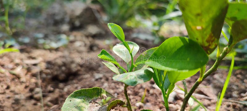 Lemon small plants nice stock image. Image of small - 234214483