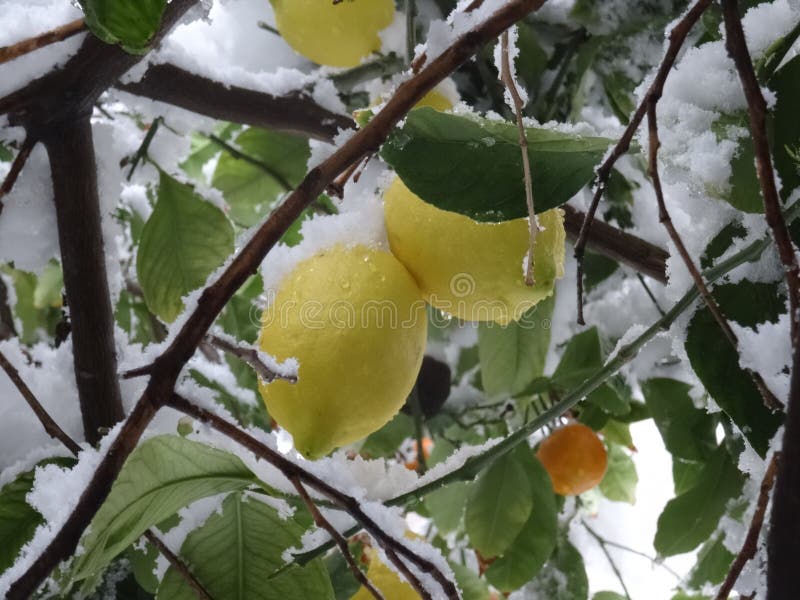 Lemon and snow stock image. Image of winter, tree, snow - 216195855
