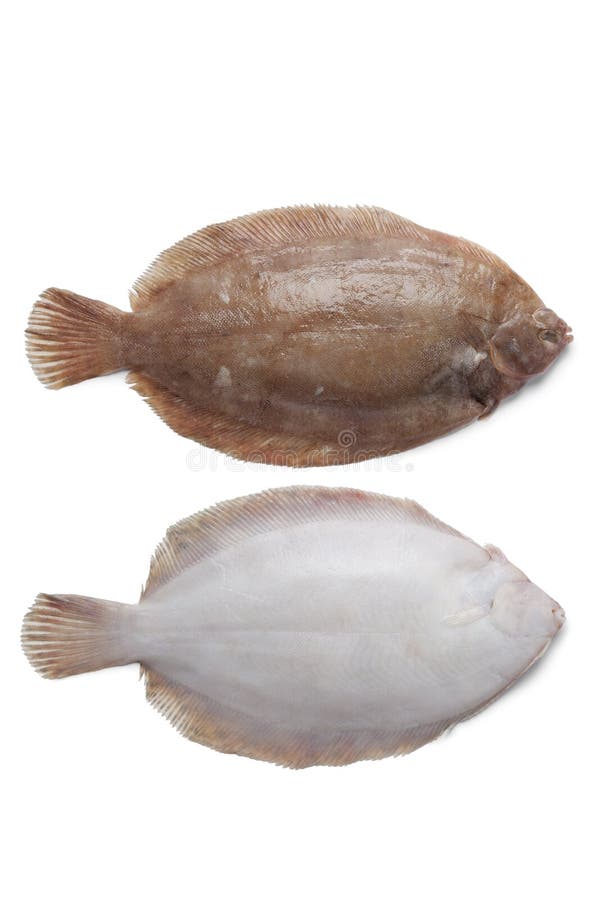 Dab Fish stock photo. Image of brown, protein, dead, limanda - 30087682