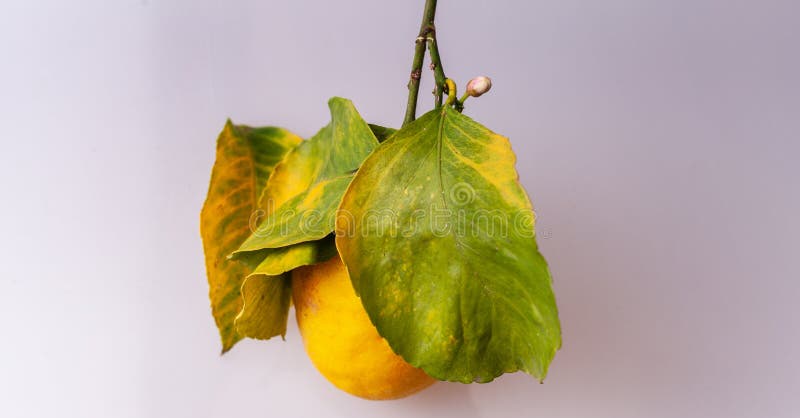 Lemon with stem stock photo. Image of drink, healthy - 183814174