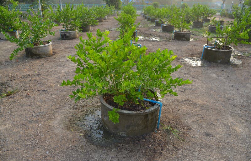 Lemon thai tree stock image. Image of leaf, food, plant - 66860915
