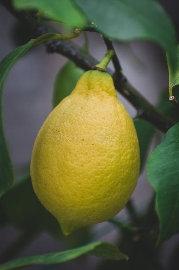 Lemon on the three stock photo. Image of lemon, tree - 254224768