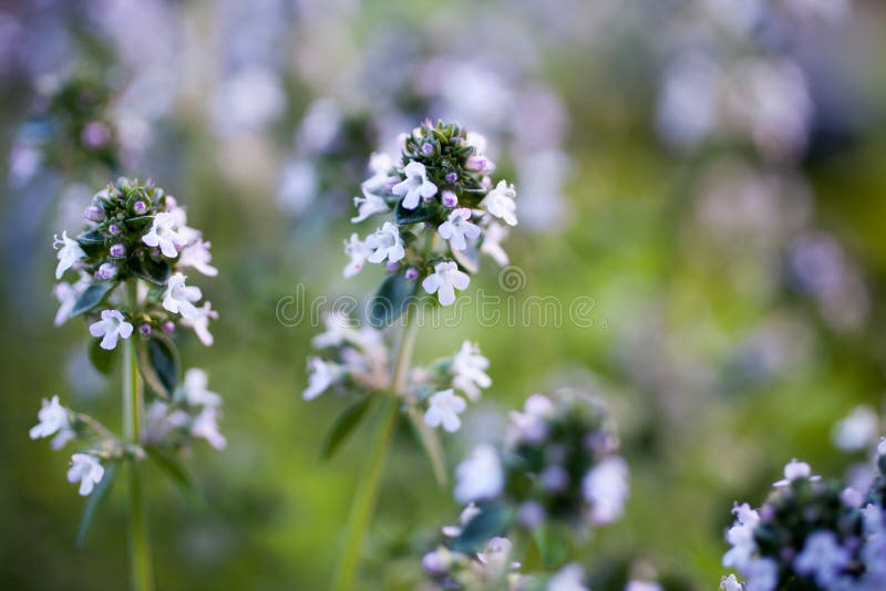 Lemon thyme stock photo. Image of citrus, kitchen, garden - 94705326