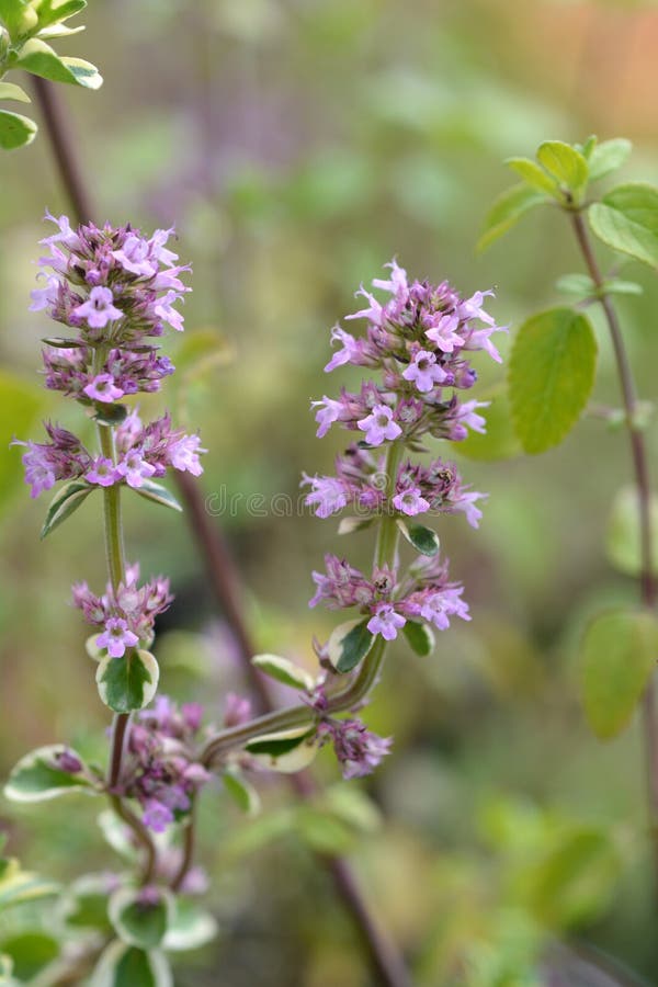 Lemon thyme stock image. Image of leaf, herb, outdoors - 120107293