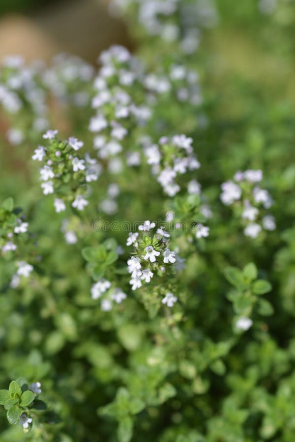 Lemon Thyme stock photo. Image of citriodorus, scented - 261584170