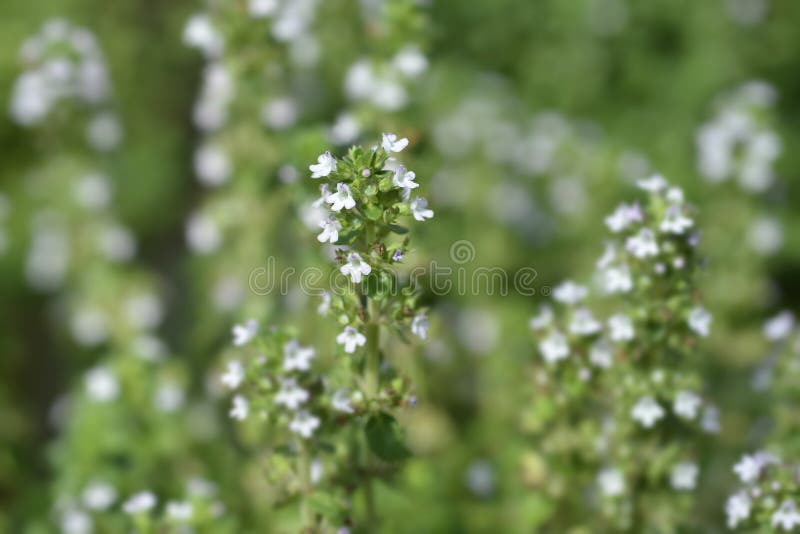 Lemon Thyme stock photo. Image of thymus, large, scented - 253258064