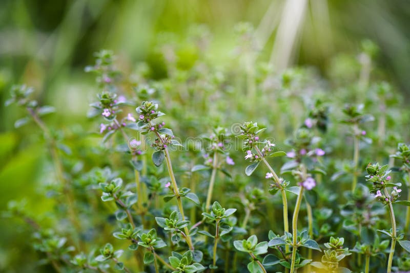 Lemon Thyme Small Flowers (Thymus Citriodorus) Stock Photo - Image of ...
