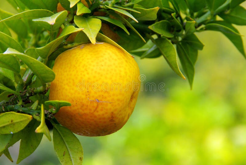 Lemon on tree stock photo. Image of wood, ecology, citriculture - 11412386
