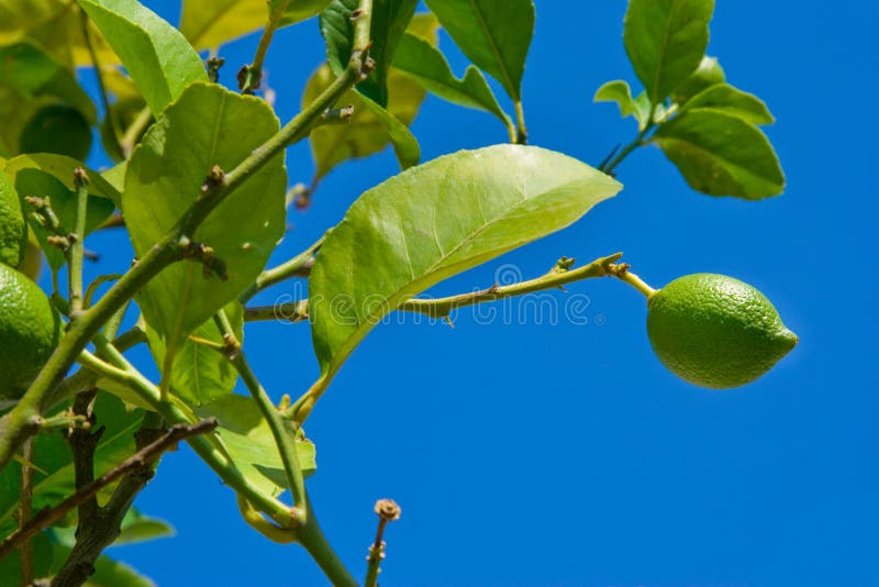 Lemon tree stock photo. Image of lemon, fresh, blue, groceries - 1468504