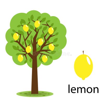Lemon tree stock vector. Illustration of kids, graphic - 14894390