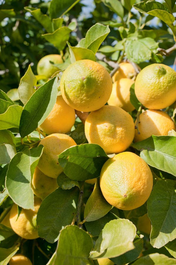 Lemon Tree stock image. Image of citrus, lemons, fruit - 245613