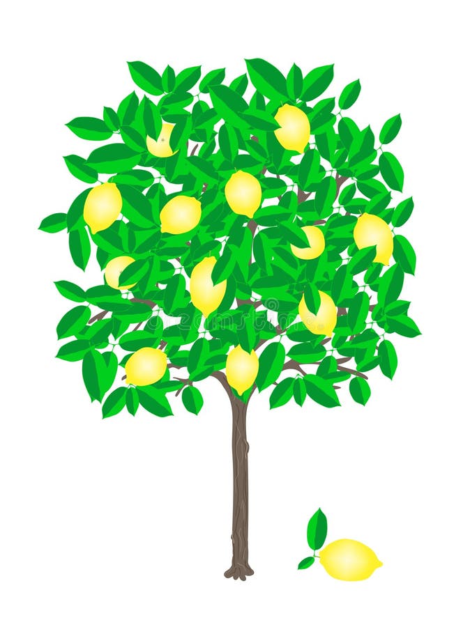 Lemon Tree Stock Illustrations – 24,141 Lemon Tree Stock Illustrations ...