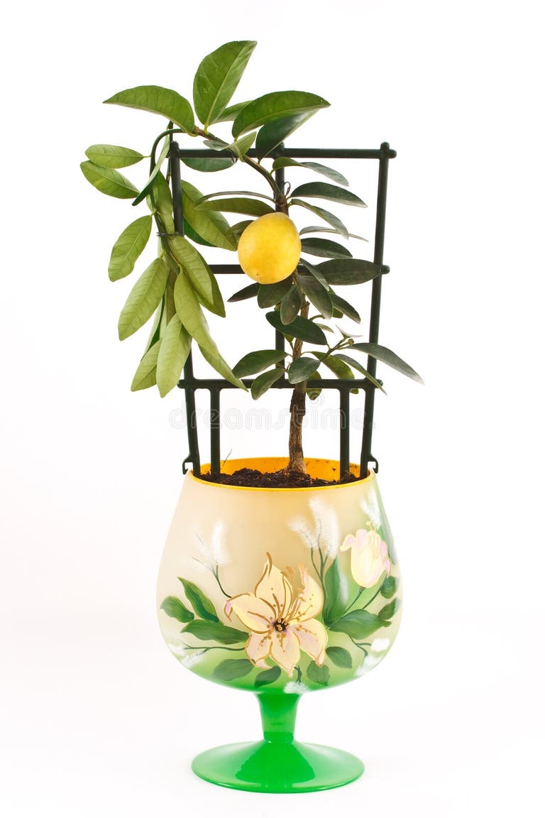 3,567 Beautiful Lemon Tree Flower Stock Photos - Free & Royalty-Free ...