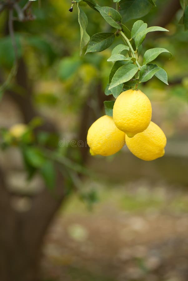 Lemon tree stock image. Image of grove, plantation, healthy - 17997805