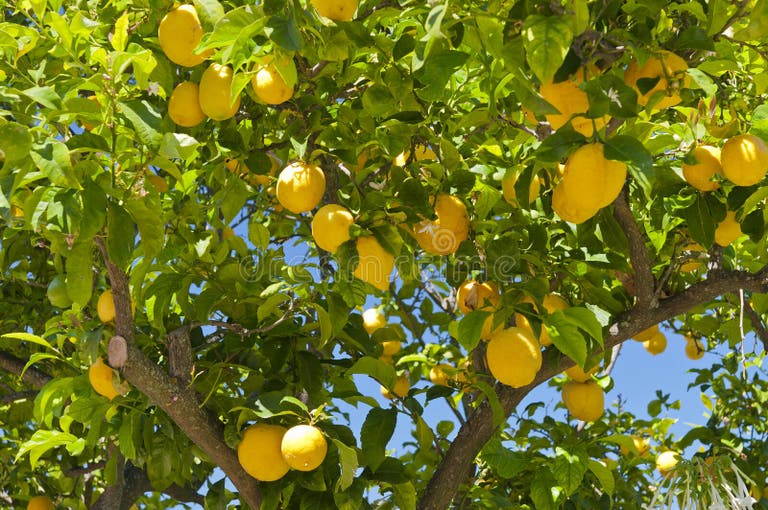 60,387 Lemon Tree Imazes Stock Photos - Free & Royalty-Free Stock ...