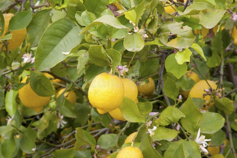 Lemon tree stock image. Image of tree, fruit, europe - 20719457