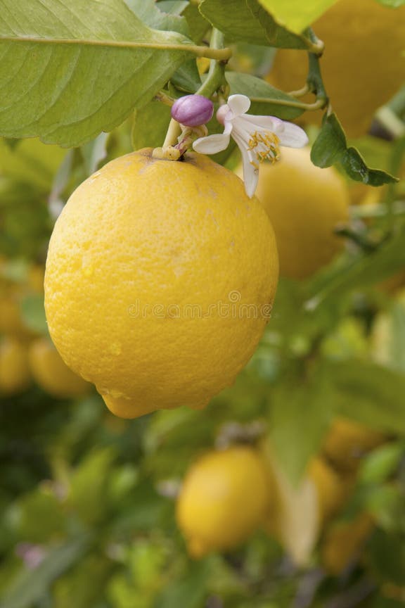 Lemon tree stock image. Image of places, callos, sama - 20719483