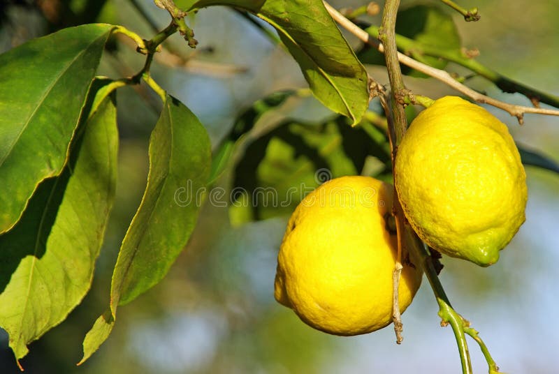 A Beautiful Fruitful Branch Of A Lemon Tree And A Lemon Fruit Stock ...