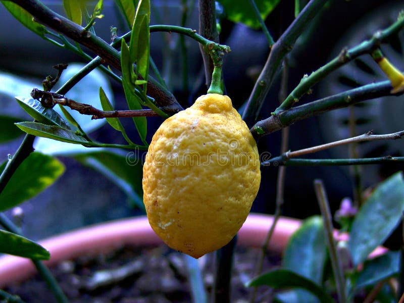 Lemon Tree stock image. Image of fruit, yummy, tasty, food - 22069