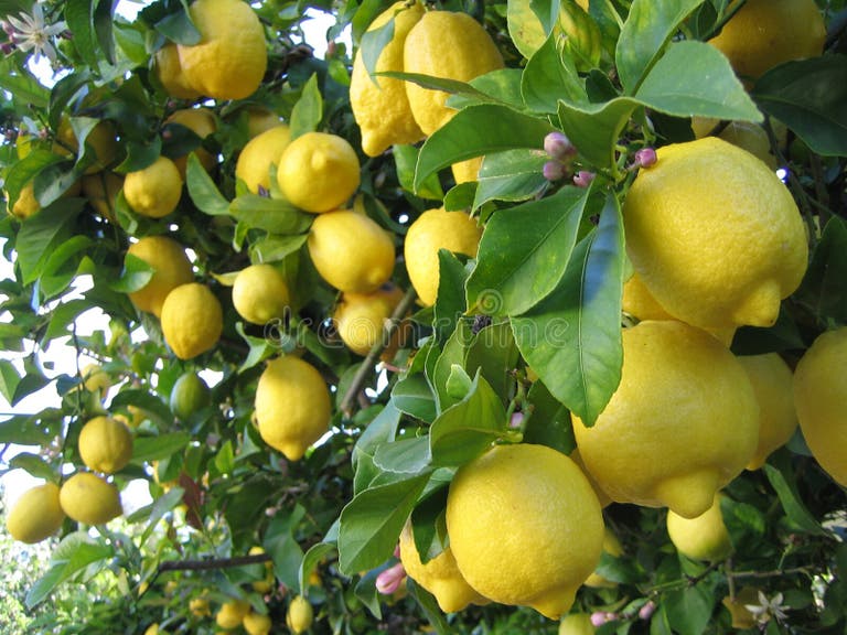 Lemon Tree stock image. Image of citrus, lemons, fruit - 245613