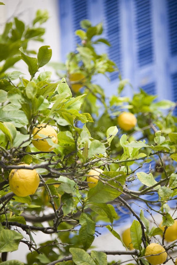 595 Lemon Tree Greece Stock Photos - Free & Royalty-Free Stock Photos ...