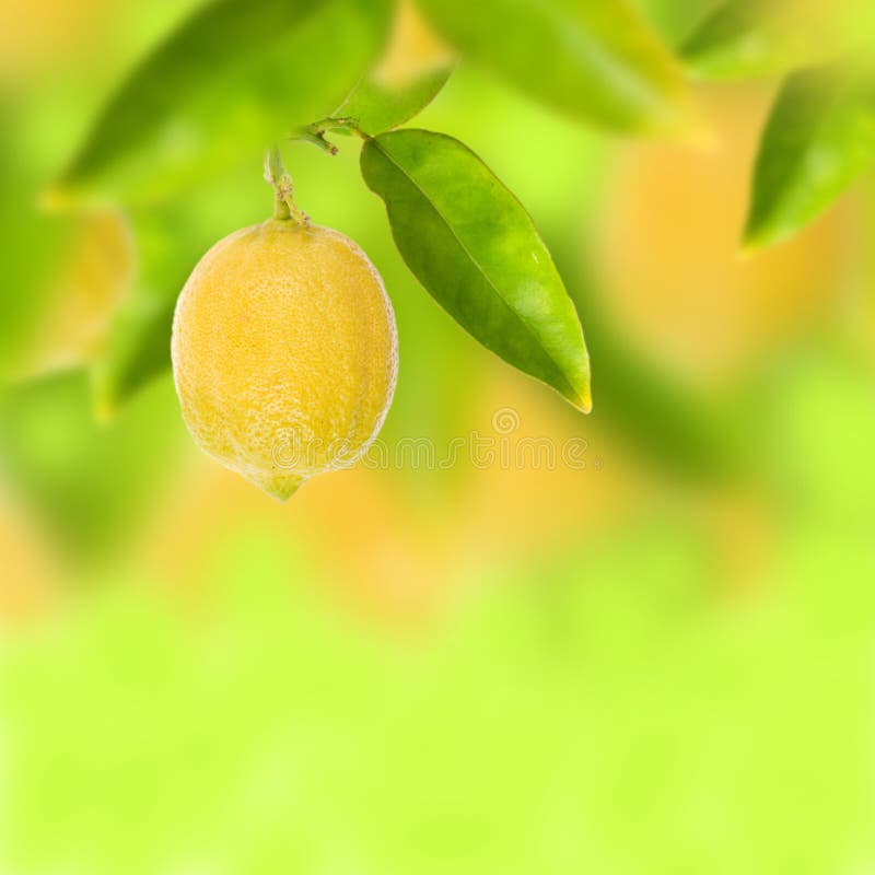 Lemon tree on a white stock image. Image of floral, nature - 36147905