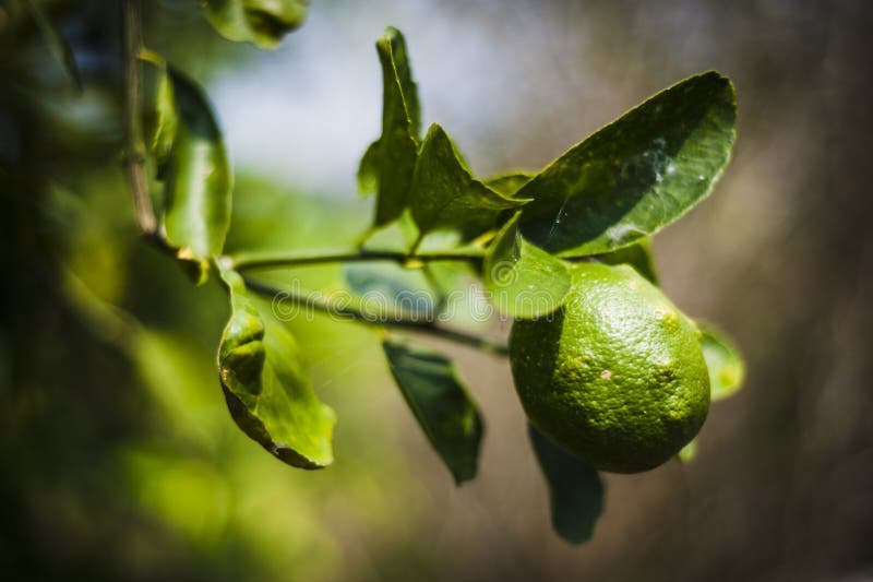 Lemon on tree stock image. Image of food, industries - 37721681