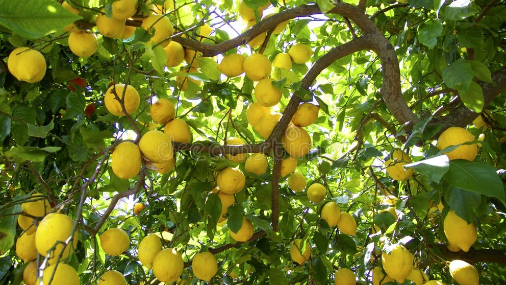 60,387 Lemon Tree Imazes Stock Photos - Free & Royalty-Free Stock ...