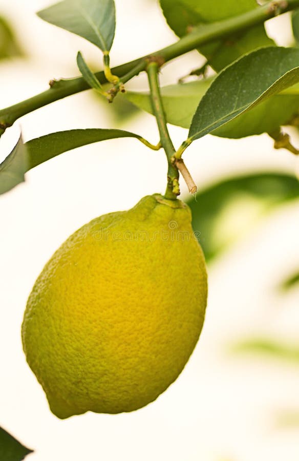 Lemon tree stock photo. Image of tasty, liquid, vitamin - 38092712