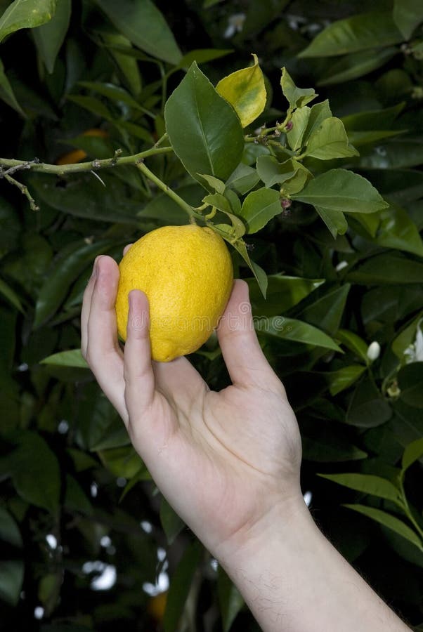 Lemon tree stock image. Image of nature, natural, leaf - 4945841