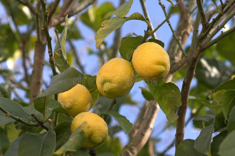 Lemon tree stock photo. Image of agriculture, oriental - 640464