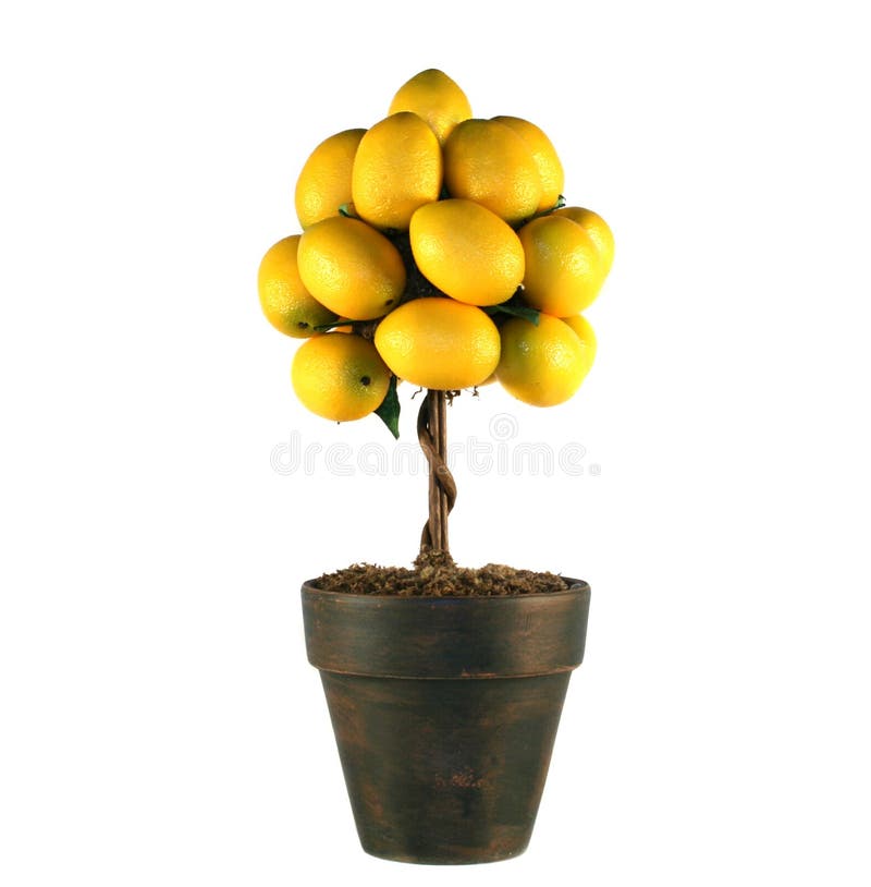 Lemon Tree stock photo. Image of fresh, tasty, lemon, base - 6534344