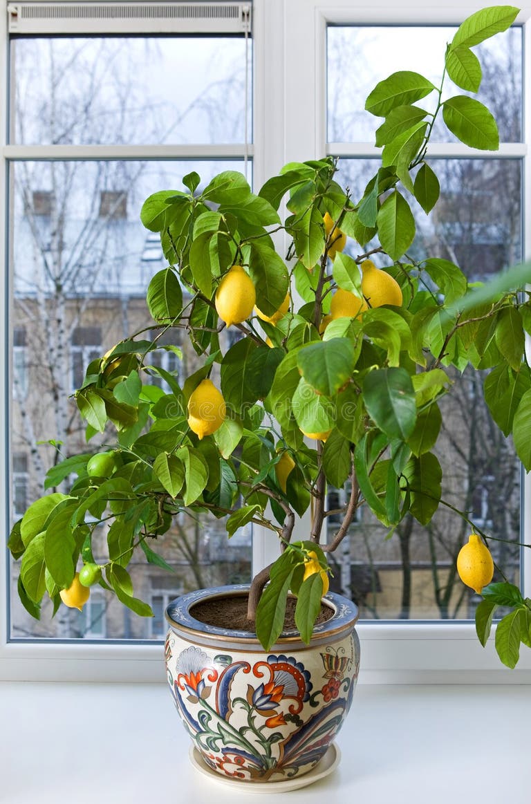 60,387 Lemon Tree Imazes Stock Photos - Free & Royalty-Free Stock ...