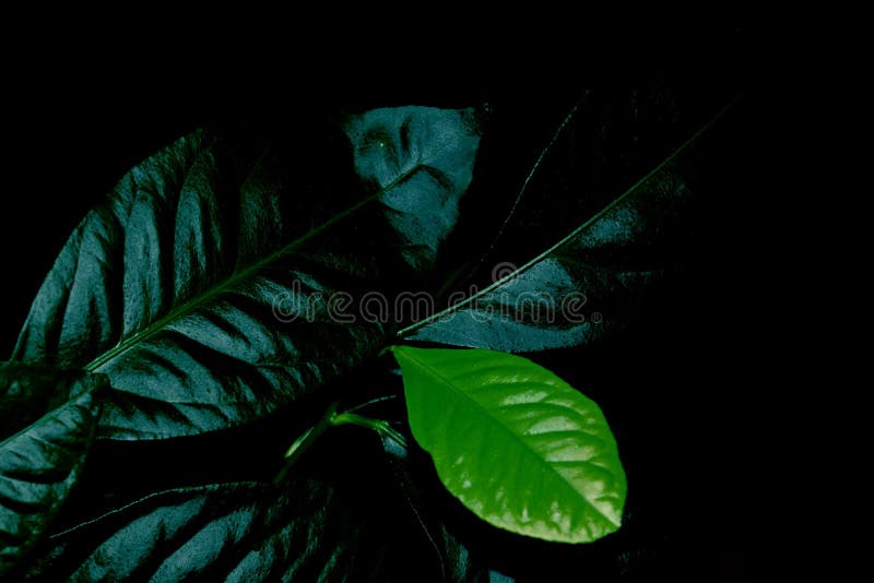 Lemon tree abstract stock image. Image of growth, growing - 129992707