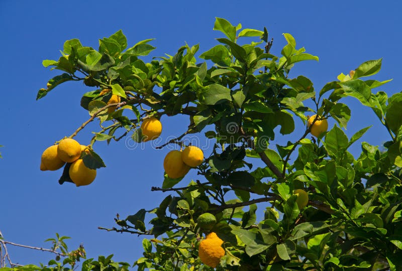 Lemon Tree Against a Blue Sky Stock Image - Image of leaves, blue ...