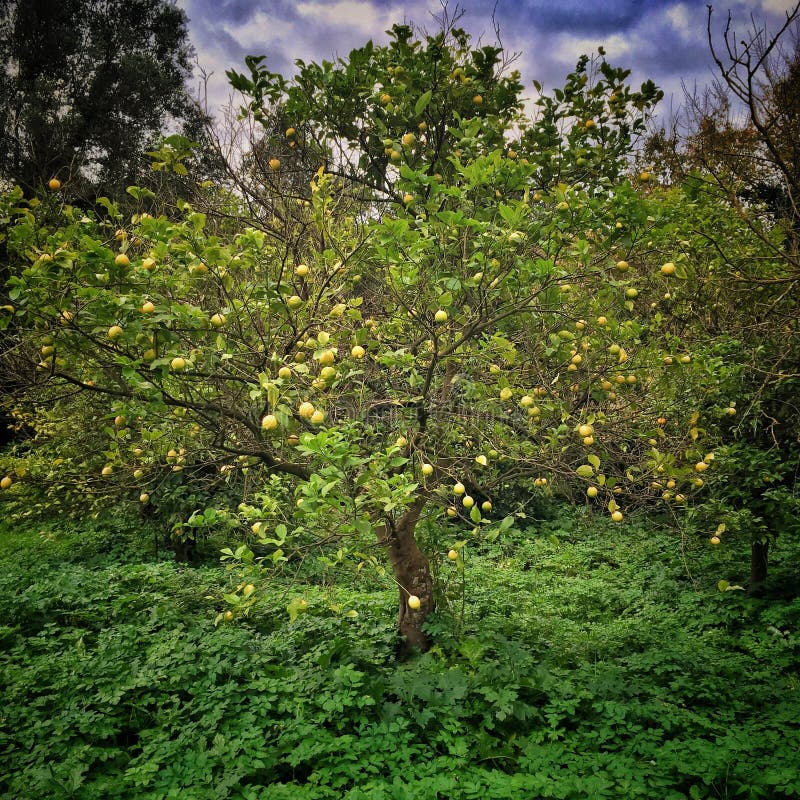 Lemon tree stock image. Image of city, tree, site, fruit - 84907155