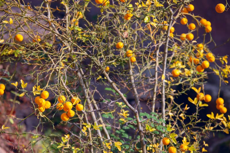 Lemon tree in the autumn stock photo. Image of landscape - 195850160