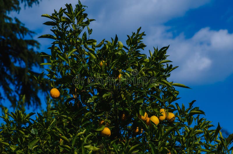 Lemon Tree on a Background of Blue Sky Stock Image - Image of ...
