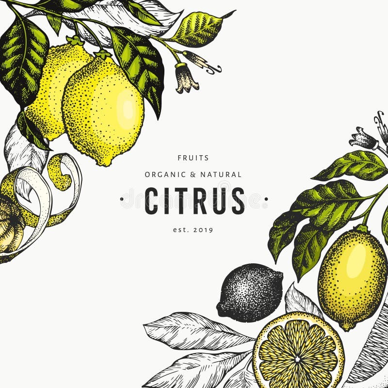 Lemon Tree Banner Template. Hand Drawn Vector Fruit Illustration ...