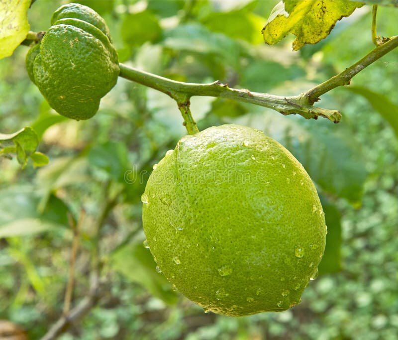 Lemon Tree Bearing Fruit Spring Stock Photos - Free & Royalty-Free ...