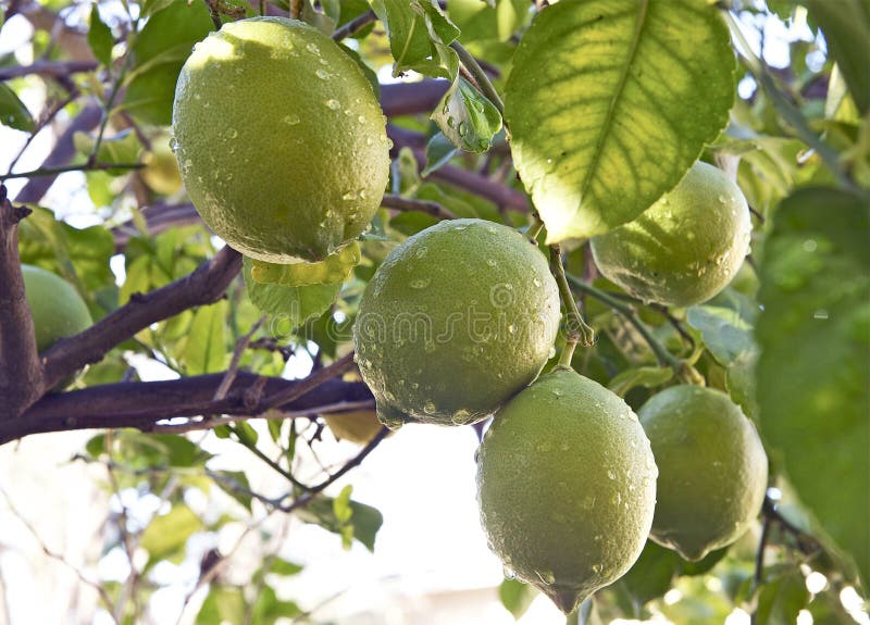 Lemon Tree Bearing Fruit Spring Stock Photos - Free & Royalty-Free ...