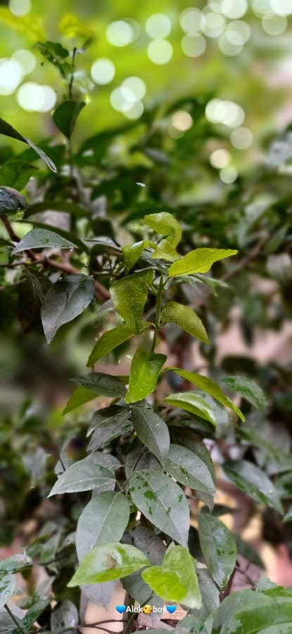 Lemon tree stock photo. Image of produce, deciduous - 332345352