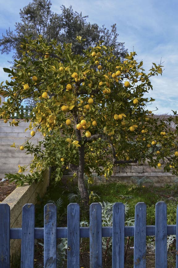 Lemon Tree Behind a Blue Fence Stock Image - Image of tree, lime: 224694799