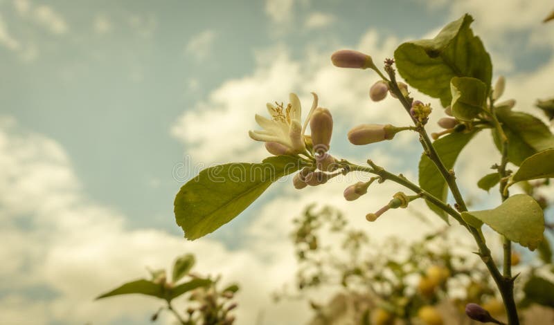 A lemon tree in bloom stock image. Image of aroma, common - 145017519
