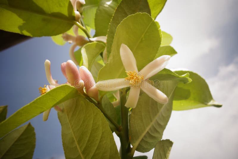 Lemon tree stock photo. Image of tree, blooming, lemon - 76610242