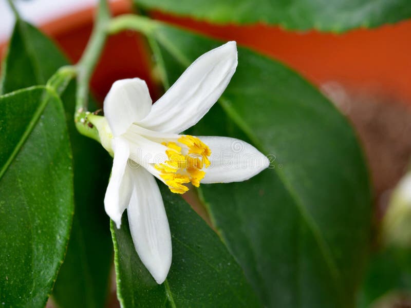 Lemon Tree Blossom, Citrus Flower Stock Image - Image of flower, drop ...